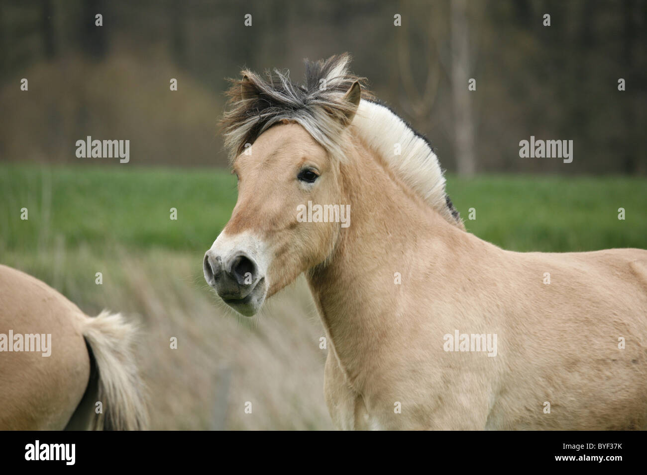 Norweger hi-res stock photography and images - Alamy
