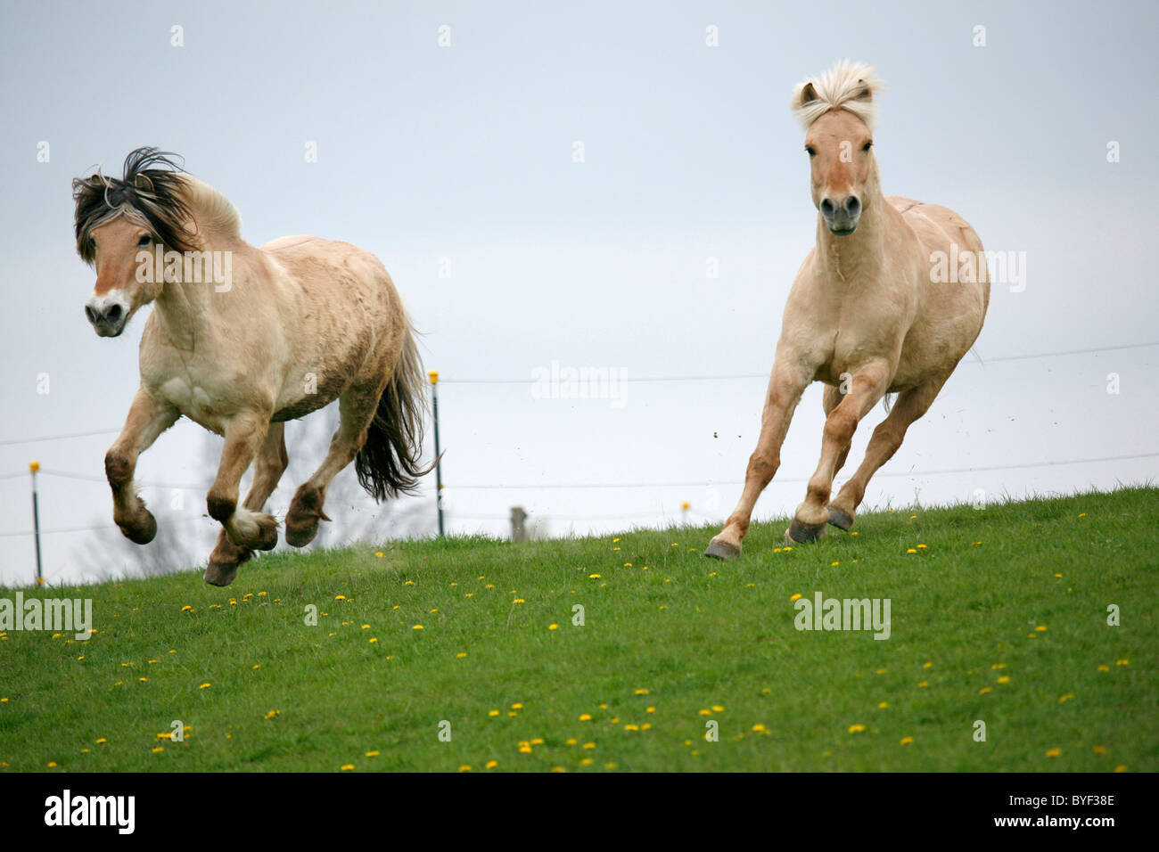 Norwegian Fjord Horse Galloping Stock Photos & Norwegian Fjord Horse ...