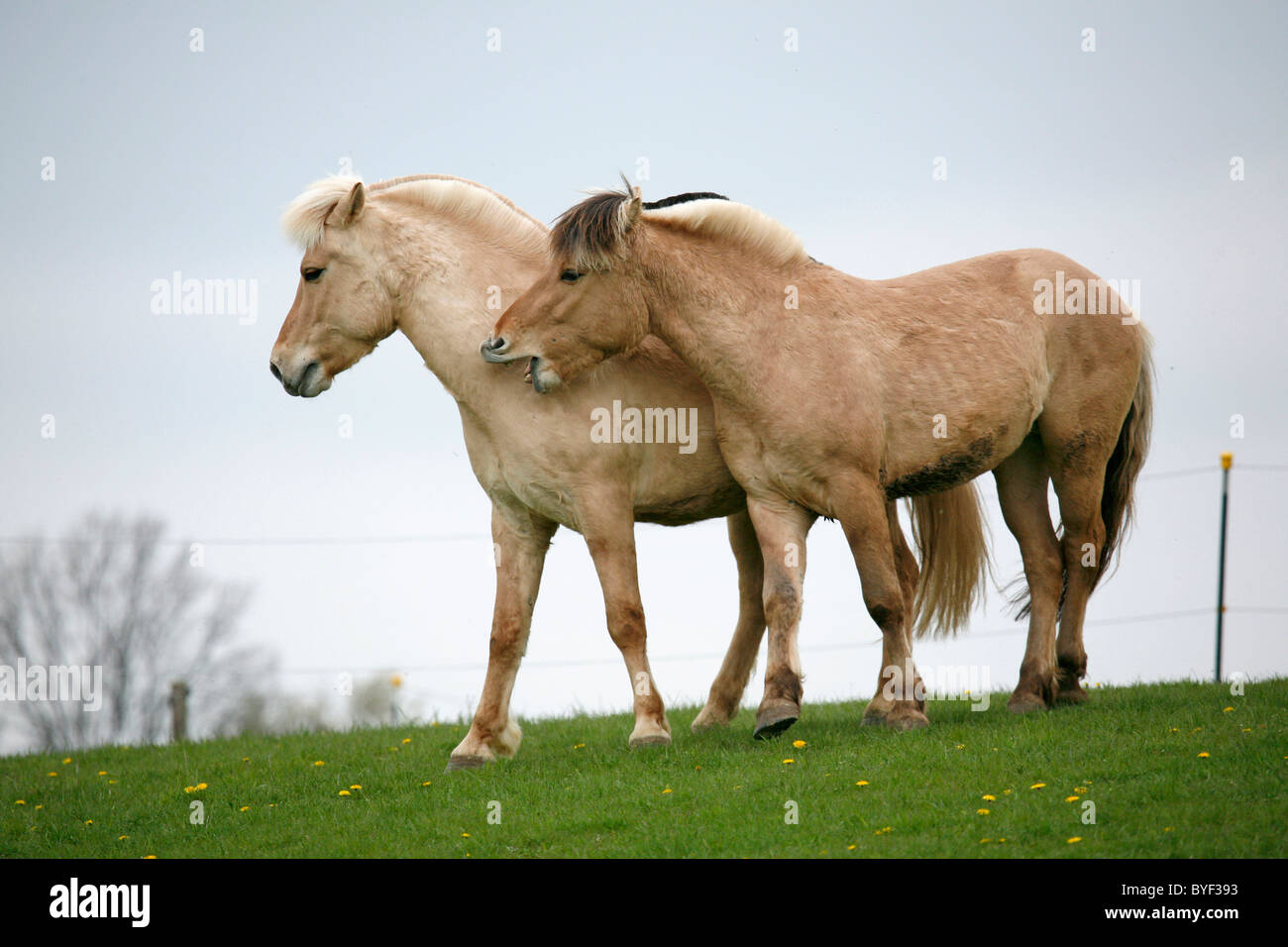 Norwegische fjordpferde hi-res stock photography and images - Alamy