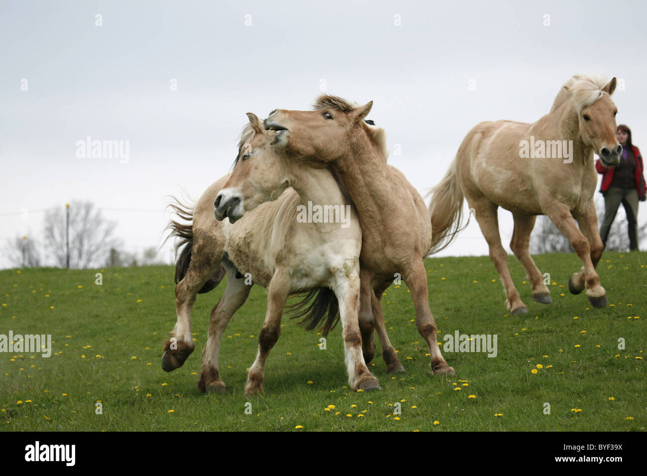 Norwegische fjordpferde hi-res stock photography and images - Alamy