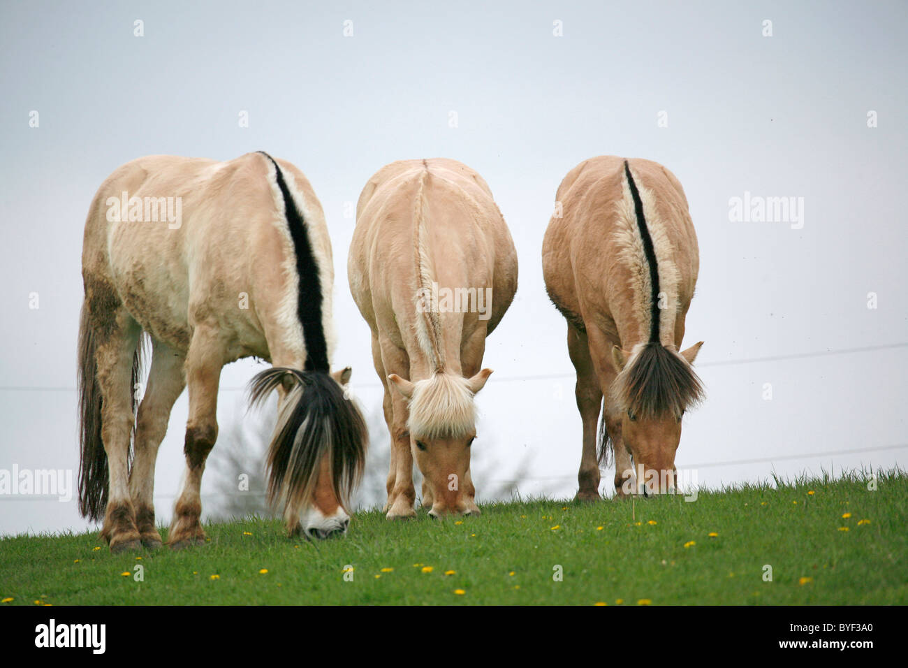 Norwegische fjordpferde hi-res stock photography and images - Alamy