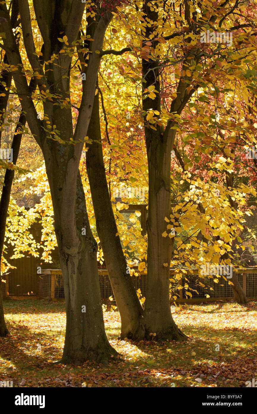 Autumn colours in Beale Park in Berkshire, England Stock Photo - Alamy