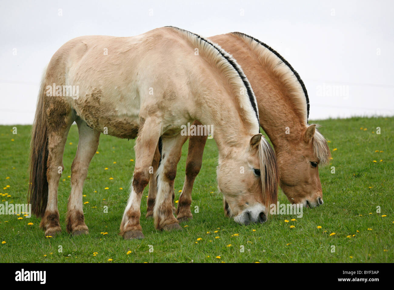 Fjordpferde hi-res stock photography and images - Alamy