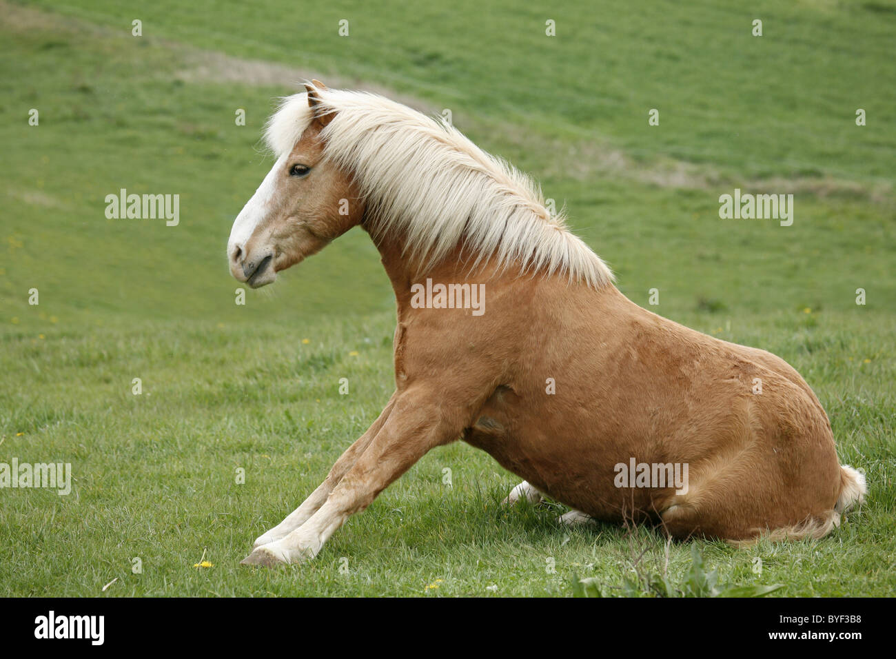 Haflinger steht auf / stand up Stock Photo - Alamy