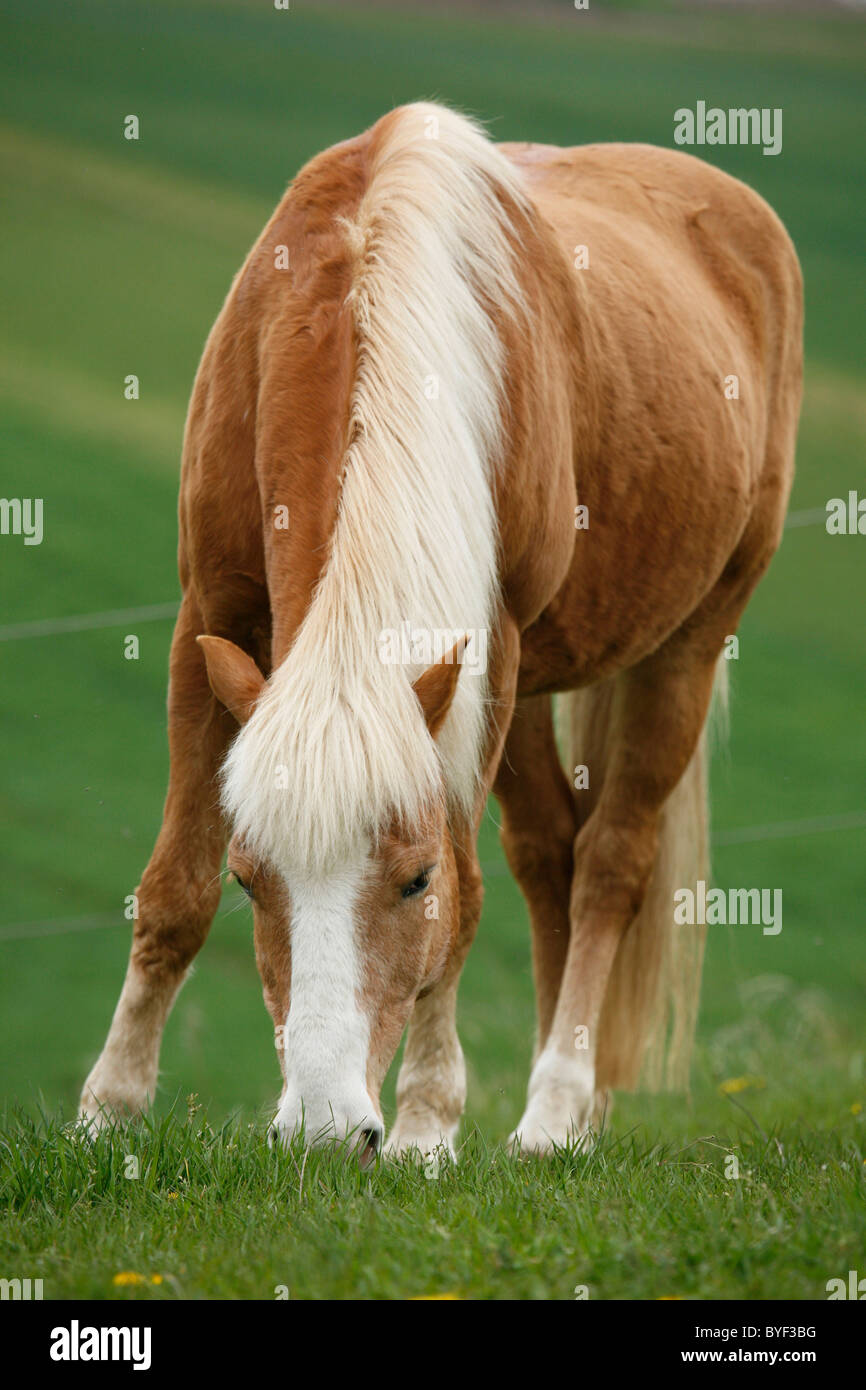 Pferde haflinger hi-res stock photography and images - Alamy
