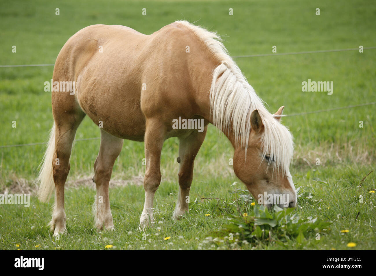Haflinger pferd hi-res stock photography and images - Alamy