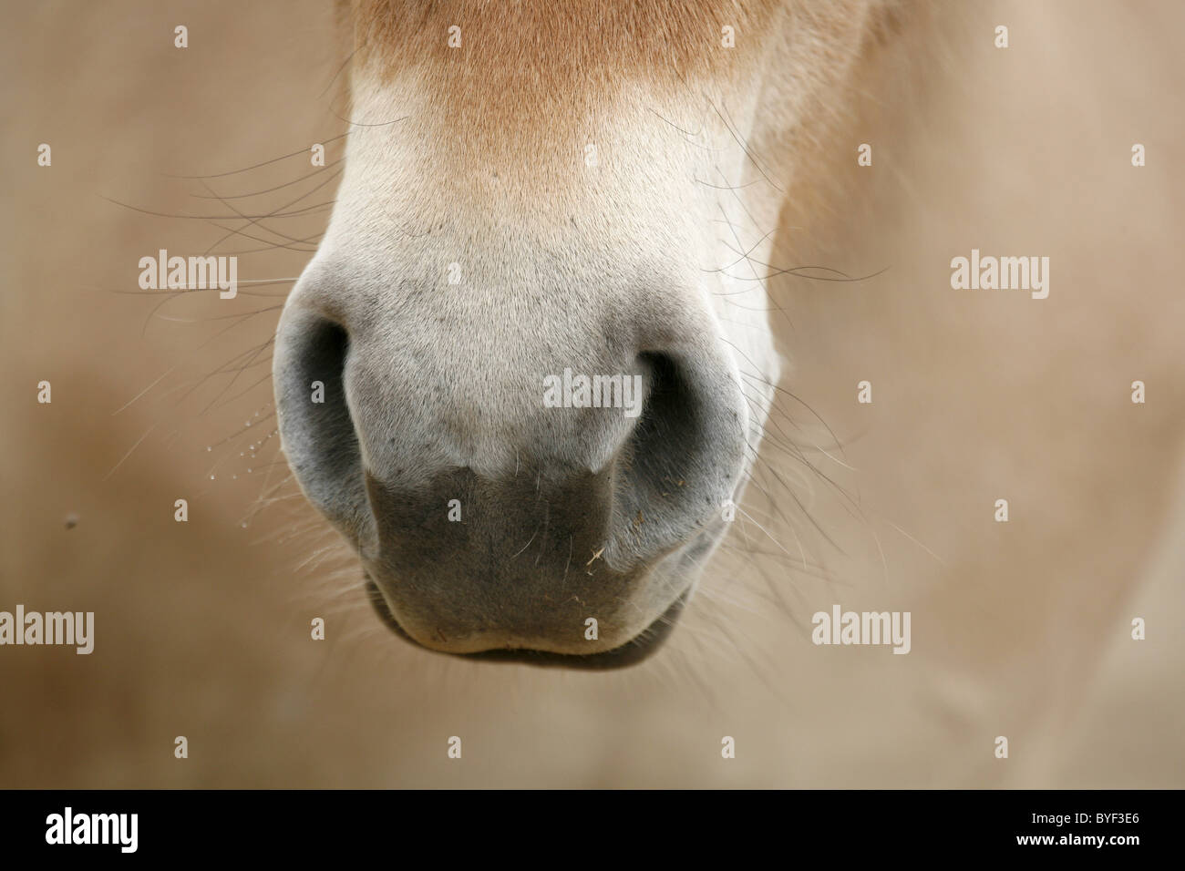Pferdemaul / horse mouth Stock Photo - Alamy