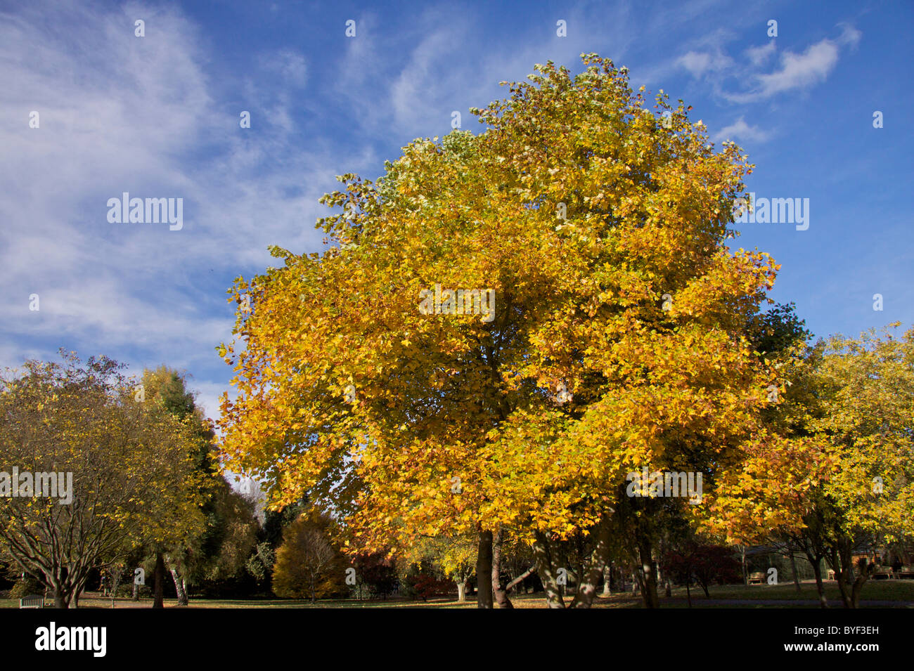 Autumn colours in Beale Park in Berkshire, England Stock Photo - Alamy