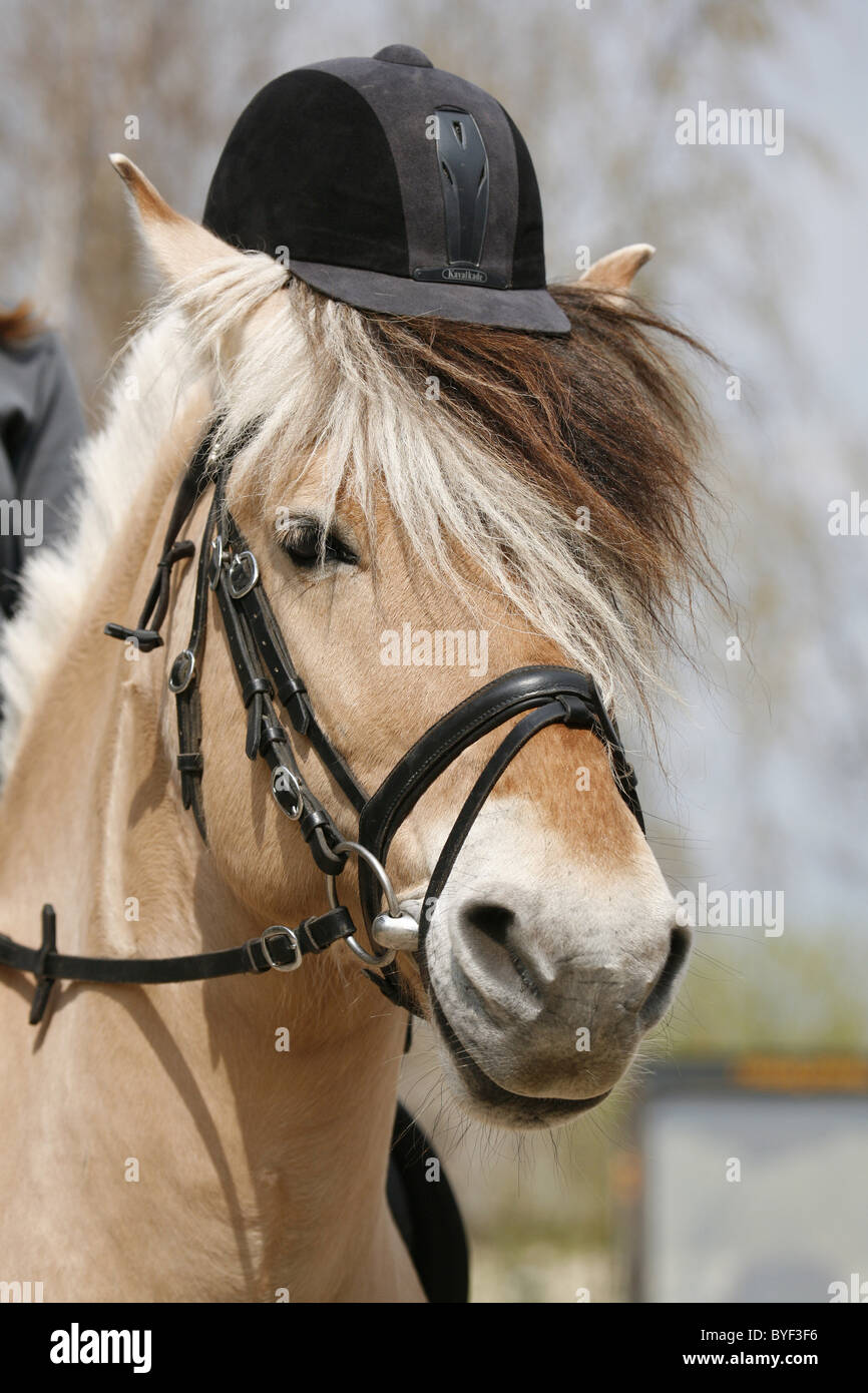 Pferdekopf helm hi-res stock photography and images - Alamy