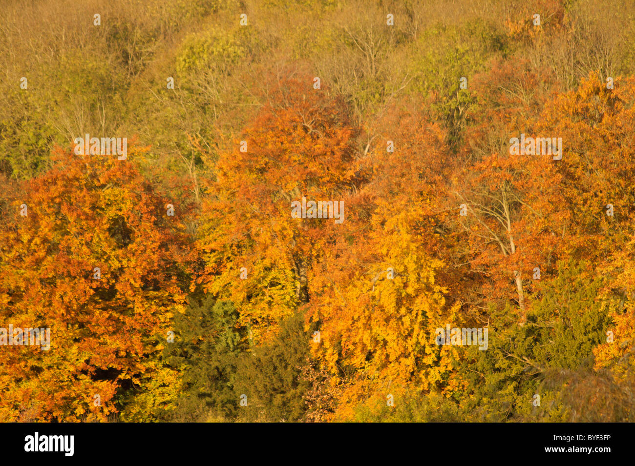 Autumn colours in Beale Park in Berkshire, England Stock Photo - Alamy