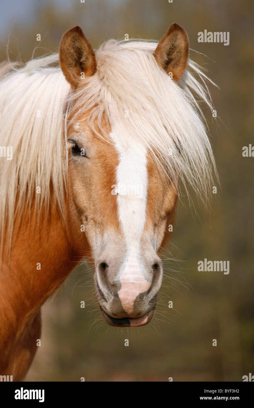 Portraits osterreich hi-res stock photography and images - Alamy