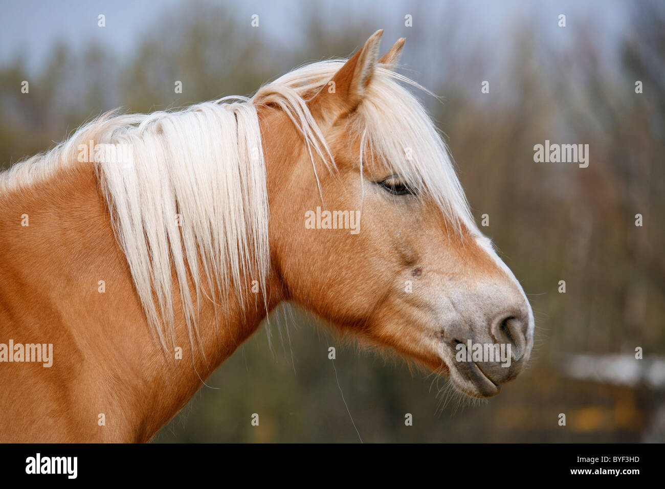 Haflingerpferd High Resolution Stock Photography and Images - Alamy
