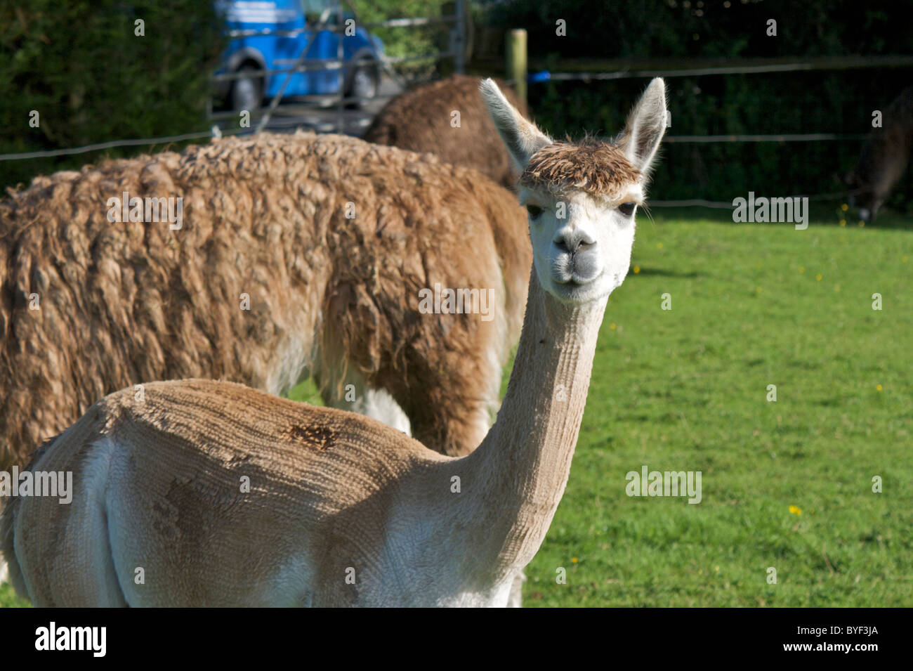 Freshly shorn juvenile Guanaco (Lama guanicoe) on a Dorset farm Stock ...