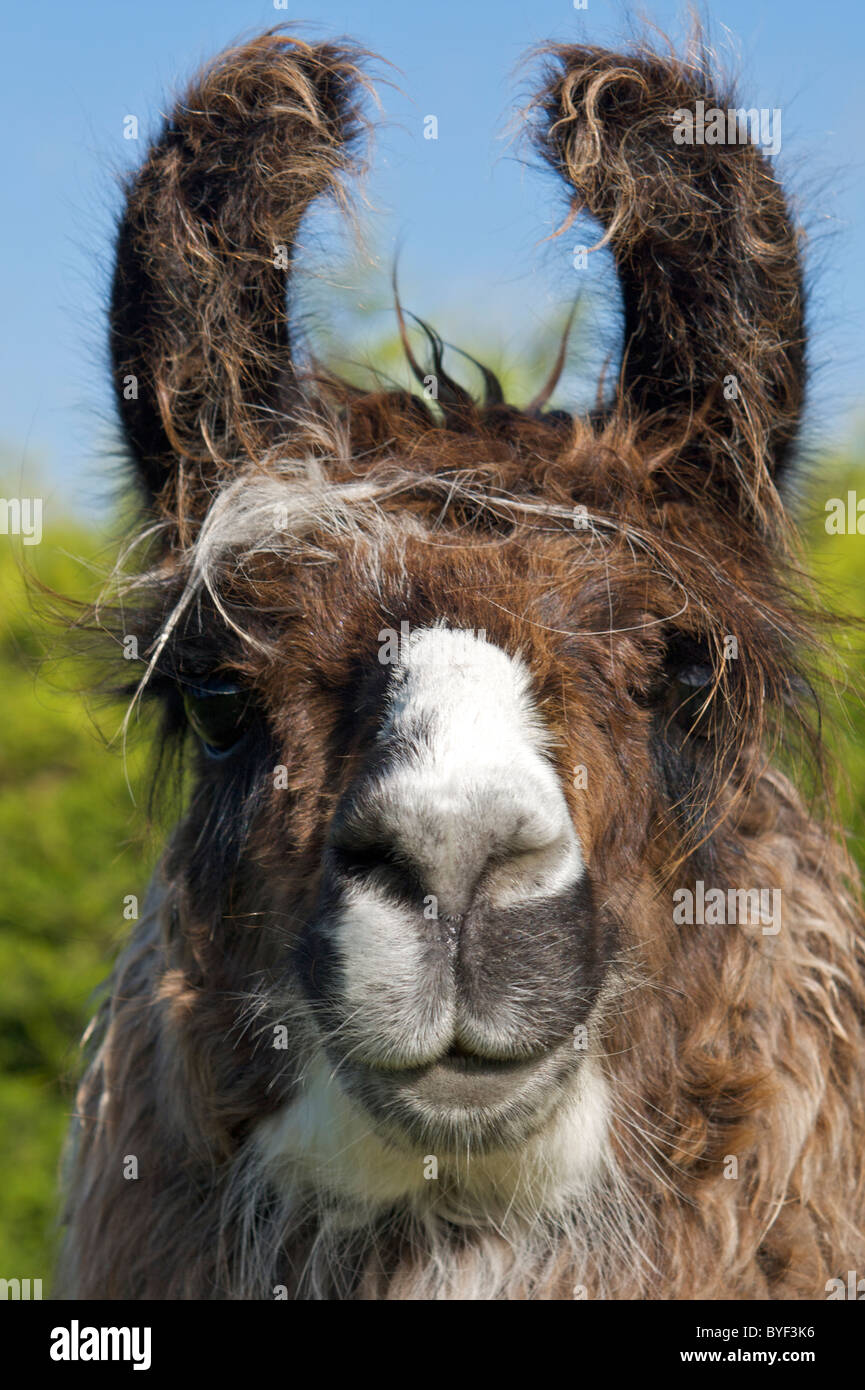 Domestic Llama (Lama glama) on a UK farm Stock Photo - Alamy