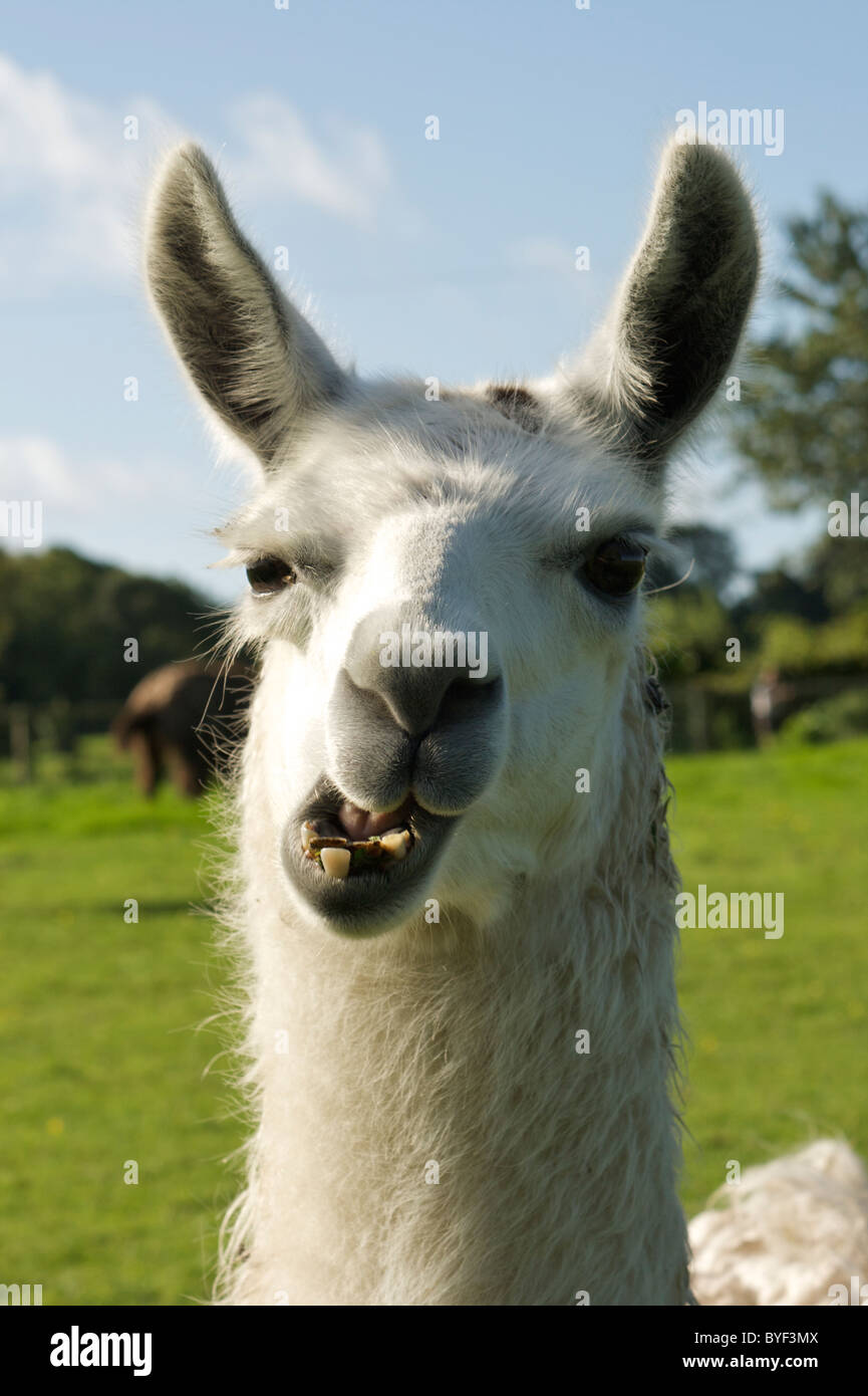 Llama carry load hi-res stock photography and images - Alamy