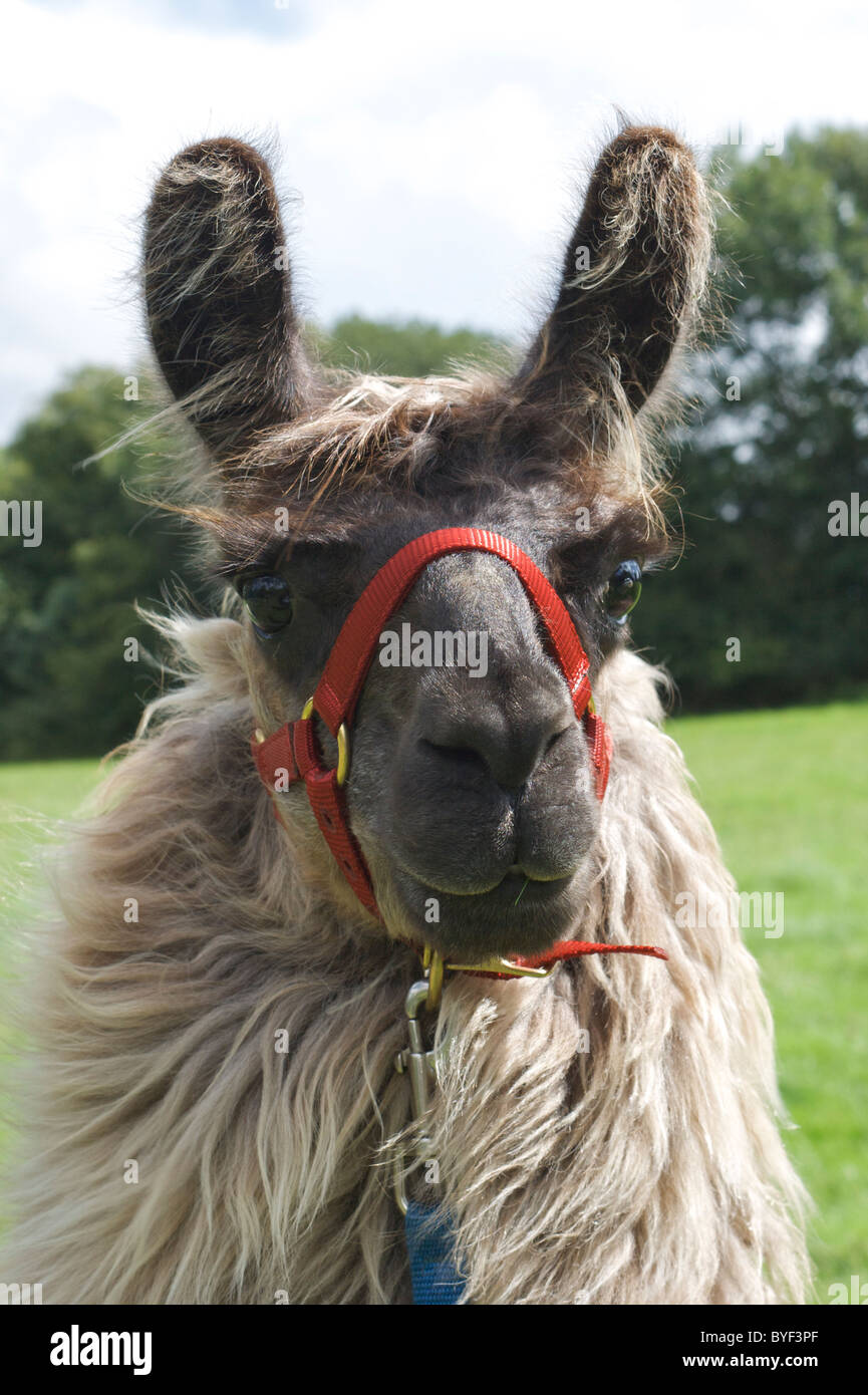Llama halter hi-res stock photography and images - Alamy