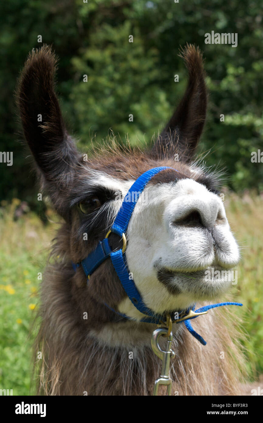 Llama carry load hi-res stock photography and images - Alamy