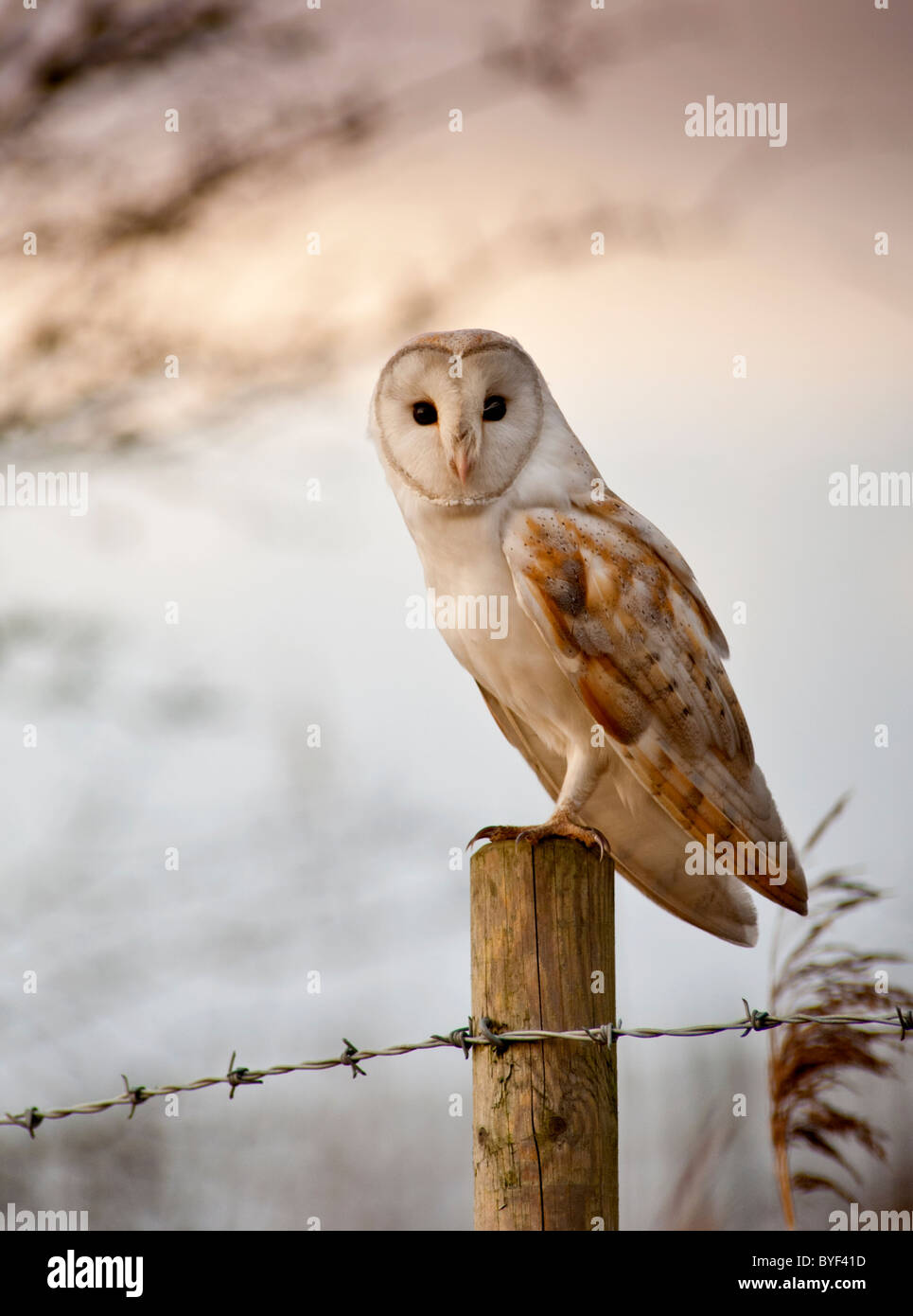 Barn owl fence hi-res stock photography and images - Alamy