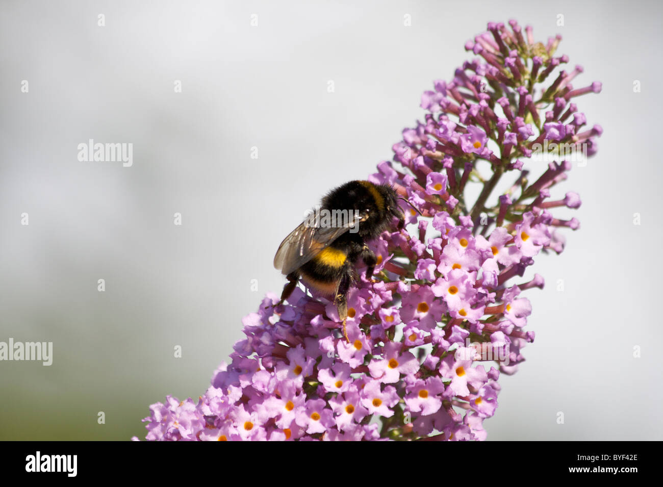 Bumble bee (Bombus terrestris) on Buddlea flowers (Buddleia davidii ...