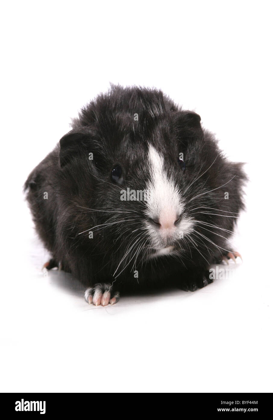 Black guinea pig hi-res stock photography and images - Alamy