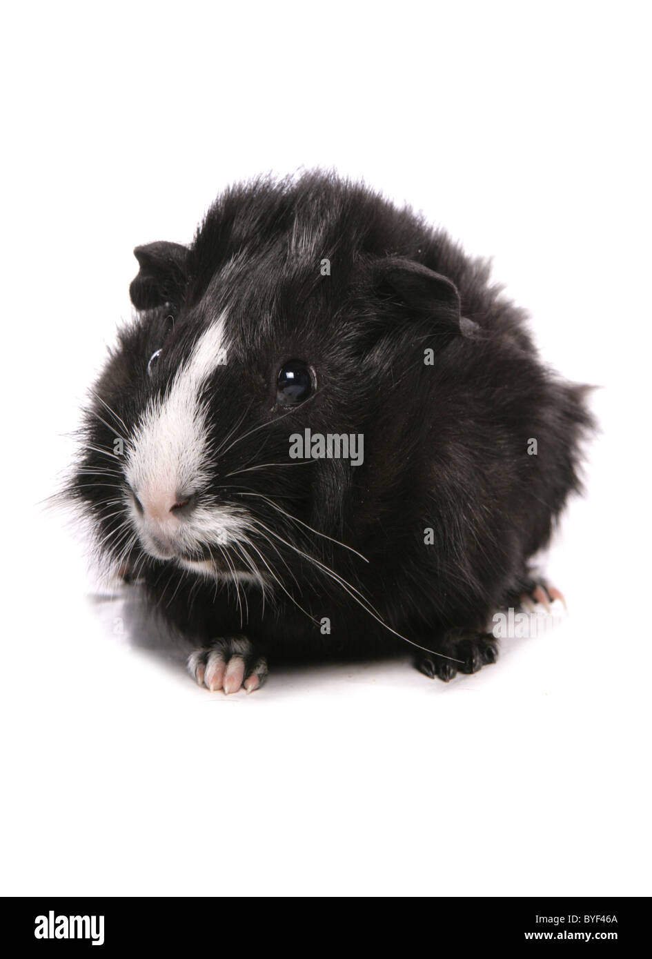 Black guinea pig hi-res stock photography and images - Alamy