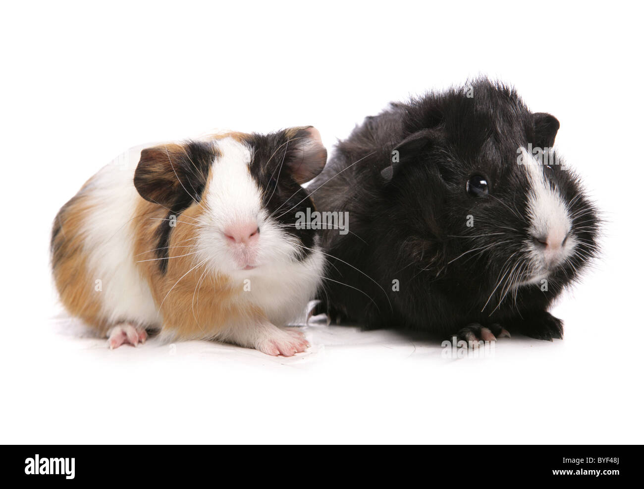 two guinea pigs standing studio Stock Photo - Alamy