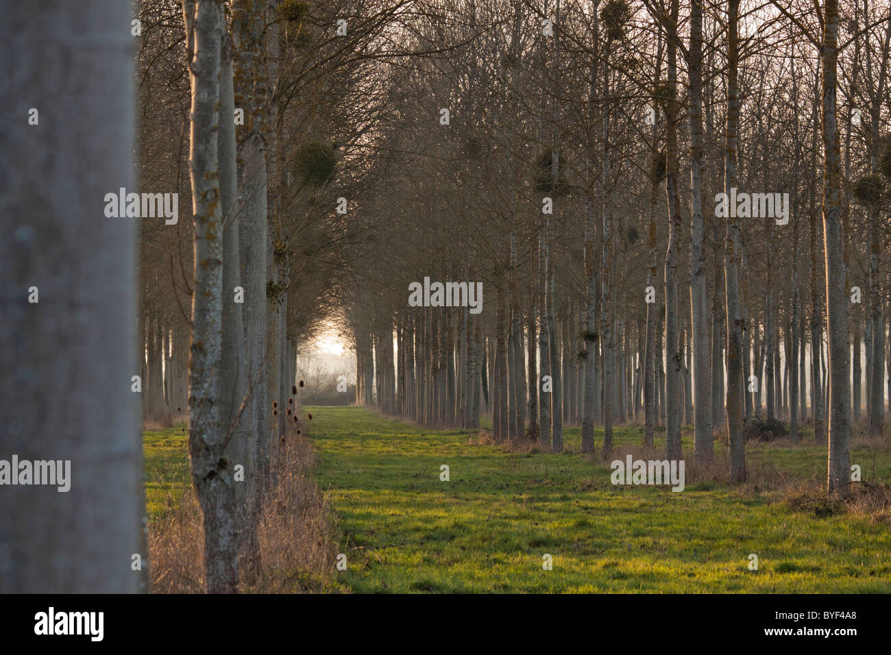 Rows of trees hi-res stock photography and images - Alamy