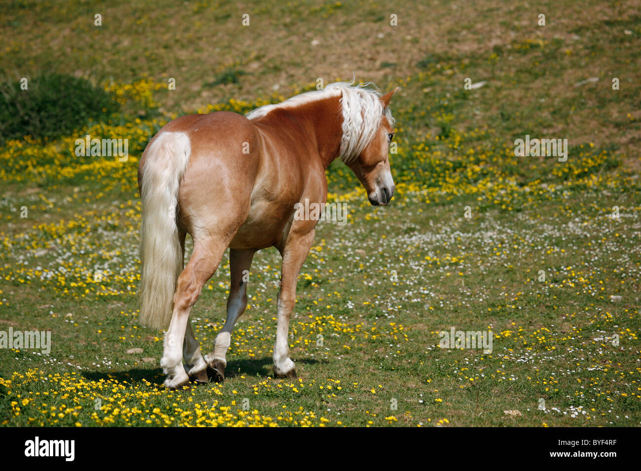 Haflinger pferd hi-res stock photography and images - Alamy