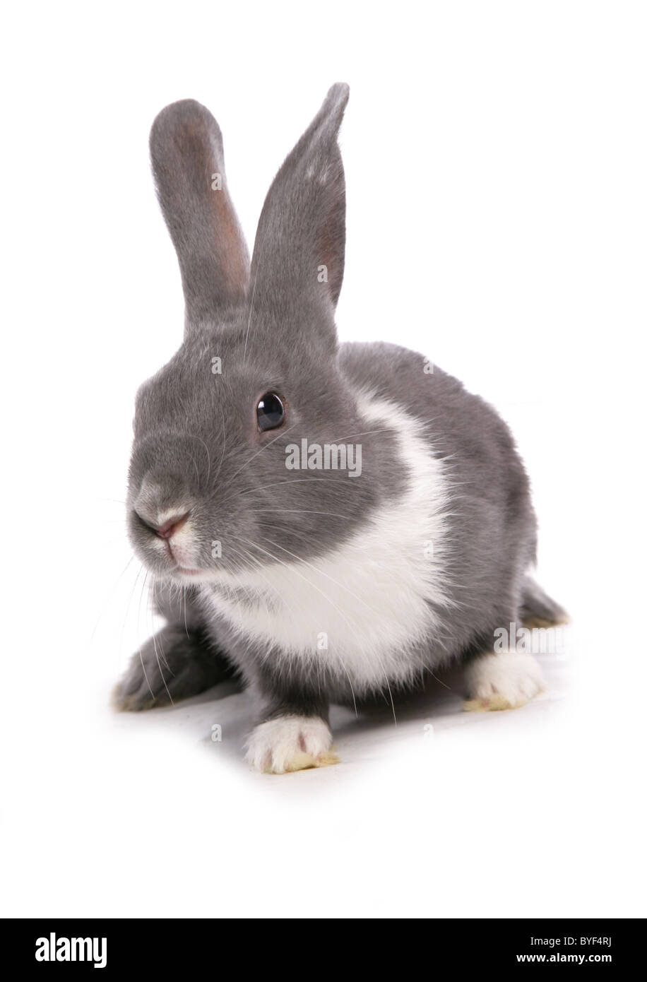 silver blue rabbit laying studio Stock Photo - Alamy