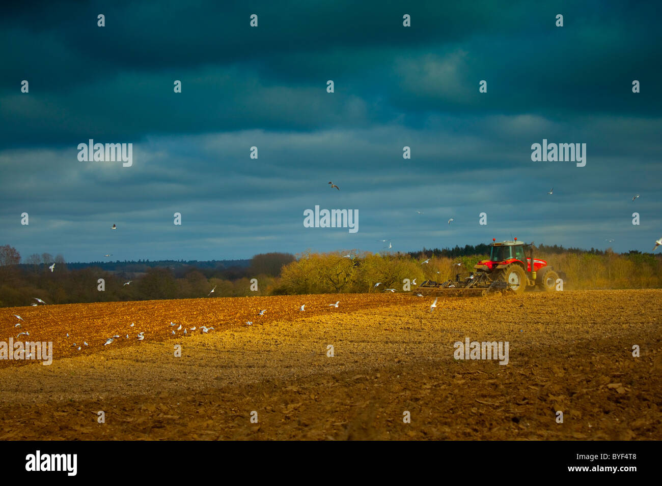 Tractor,Suffolk,Norfork, Agriculture, East Anglia, Farming Stock Photo ...