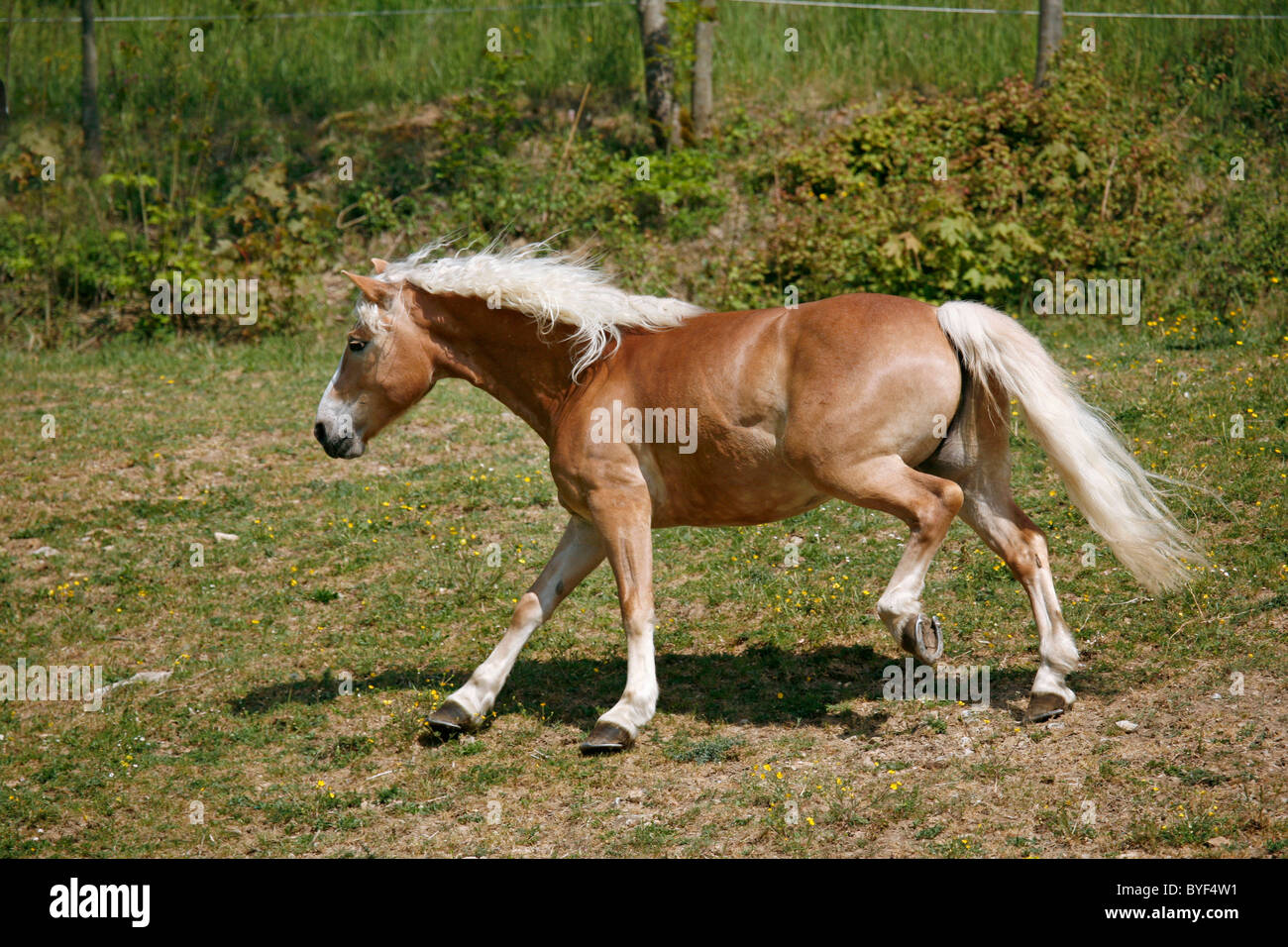 Haflinger pferd hi-res stock photography and images - Alamy