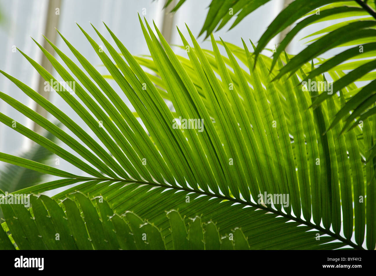 Fern fronds in the Palm House at the Royal Botanic Gardens in Kew Stock ...