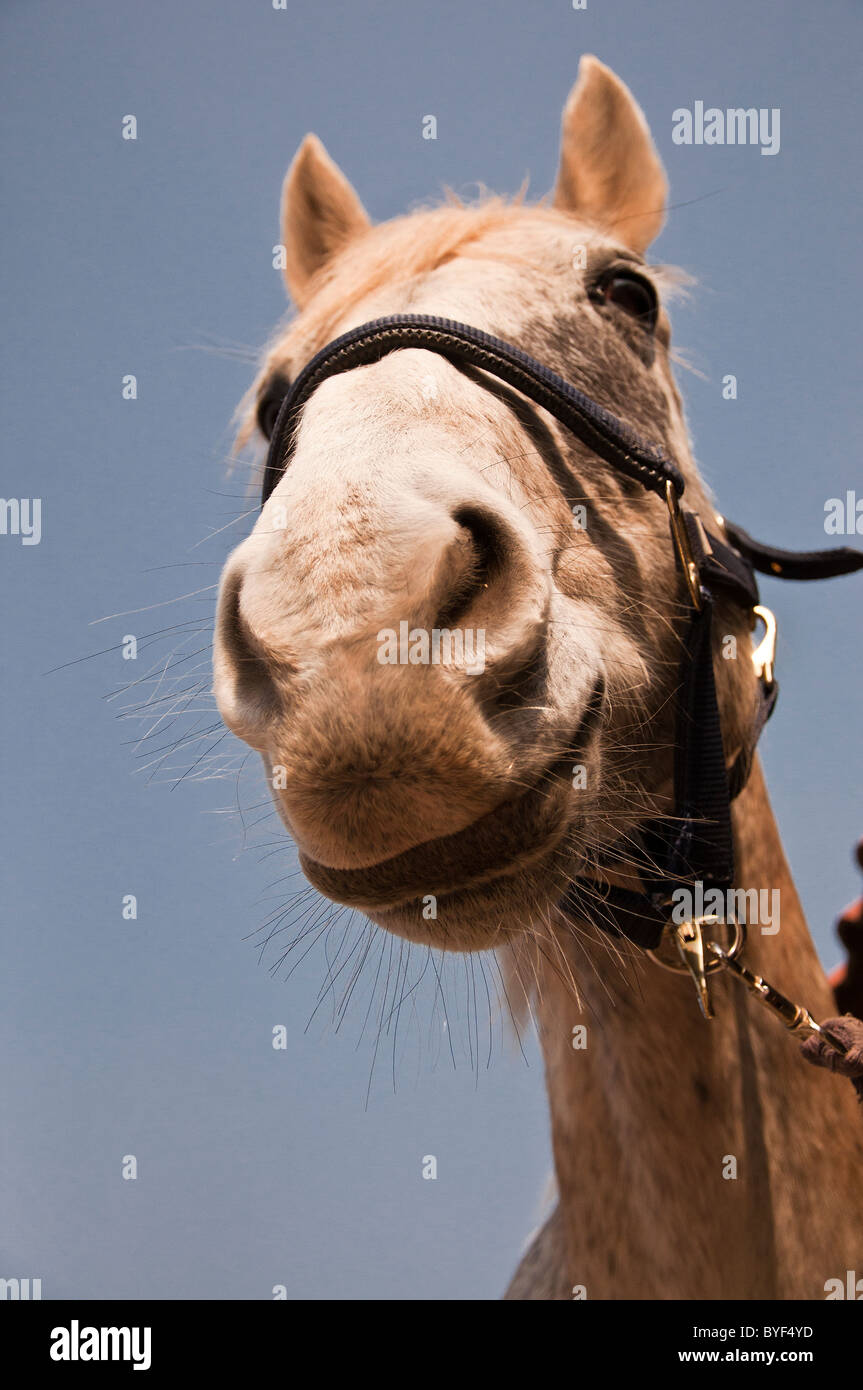 Irish draught horse hi-res stock photography and images - Alamy