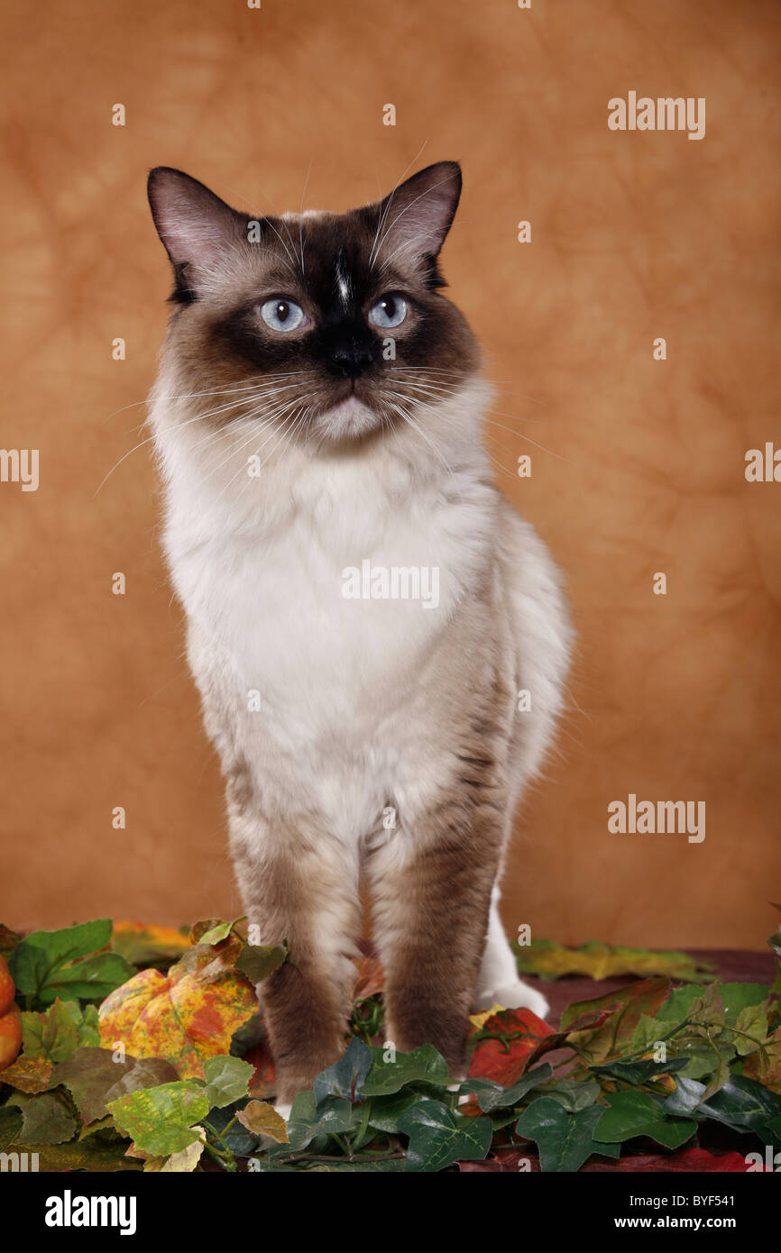 Ragdoll Kater / Ragdoll tomcat Stock Photo - Alamy
