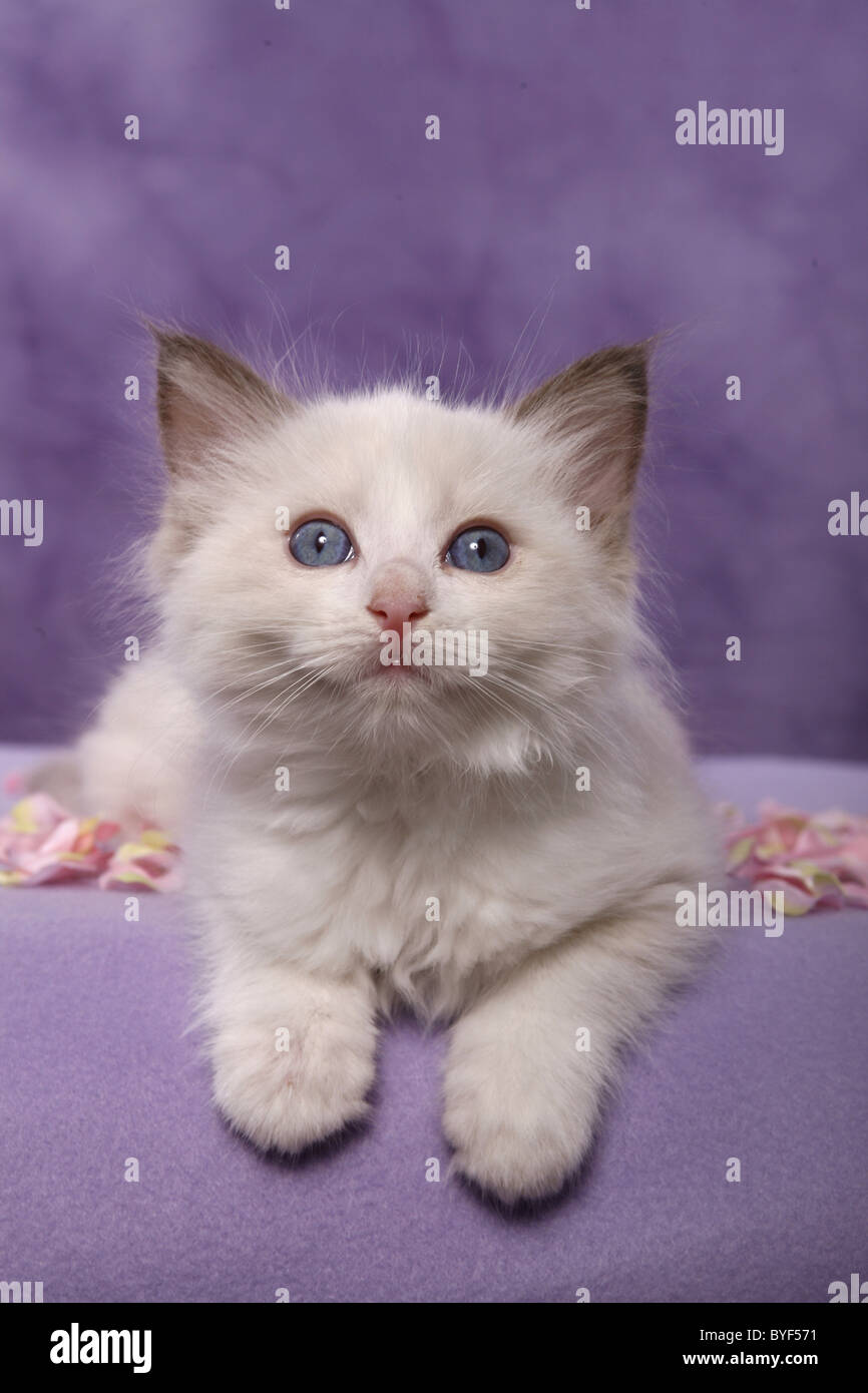 Ragdoll Kätzchen / Ragdoll kitten Stock Photo - Alamy