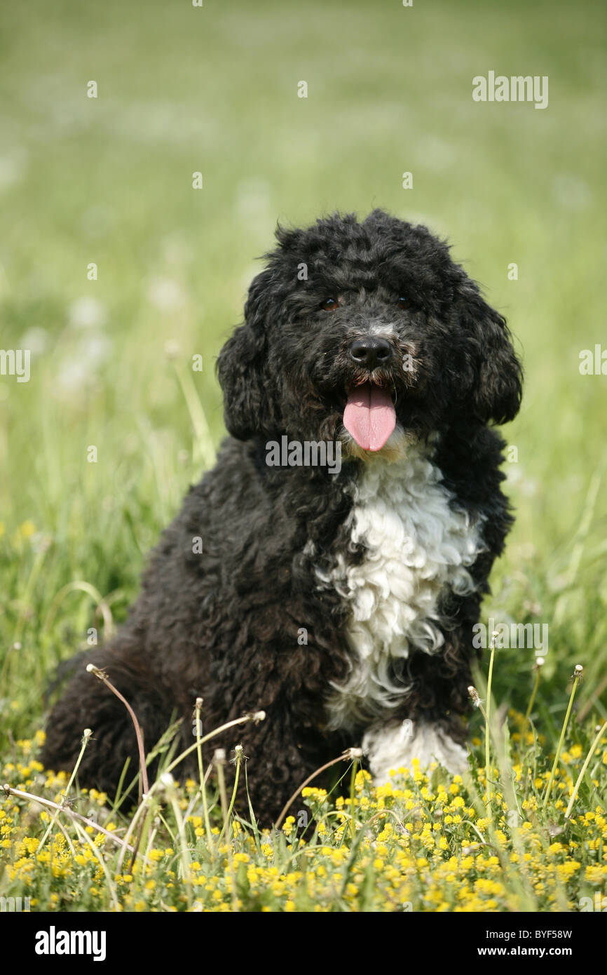 Mischling / Crossbreed Stock Photo - Alamy