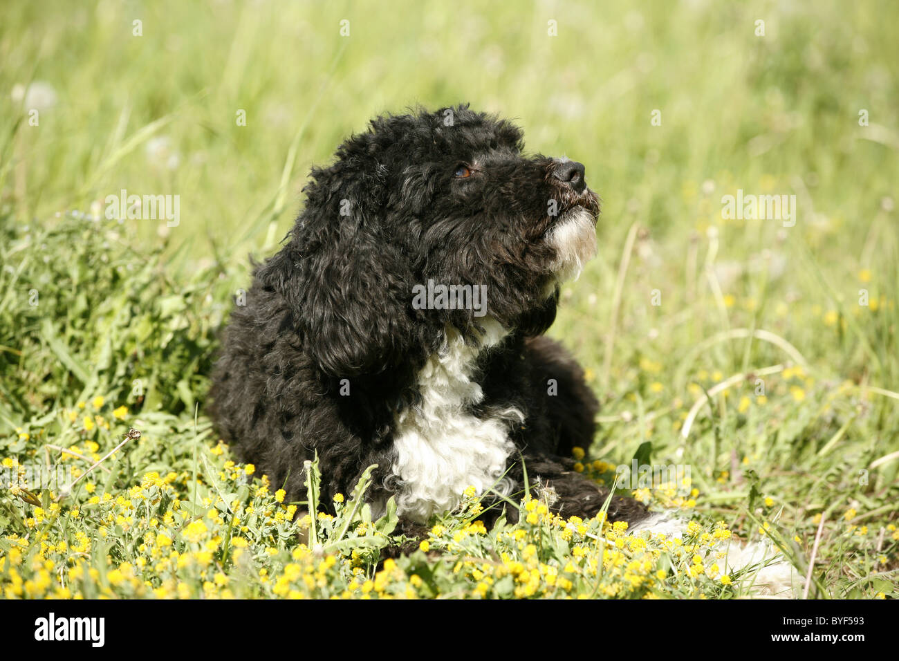 Mischling / Crossbreed Stock Photo - Alamy