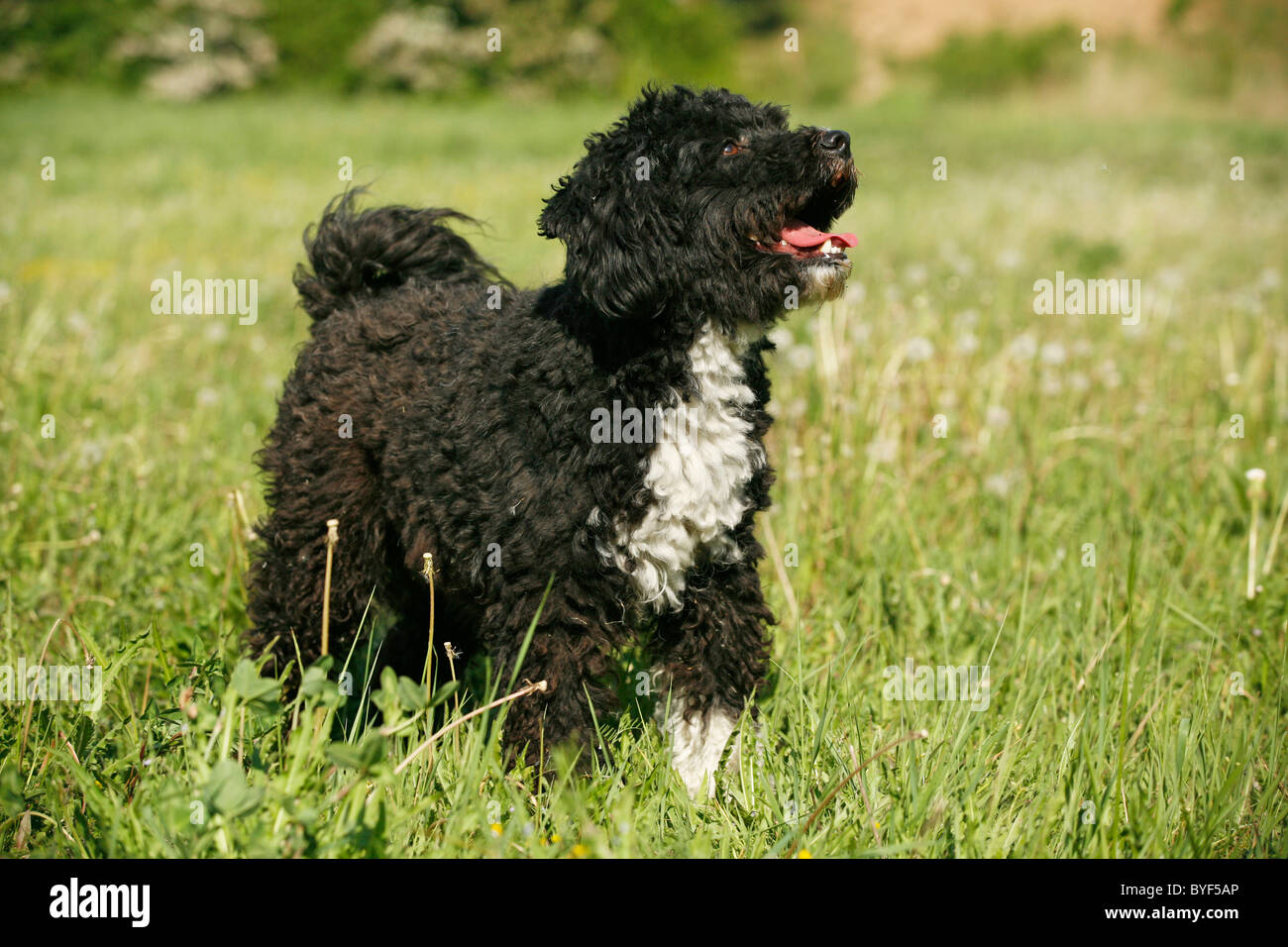 Mischling / Crossbreed Stock Photo - Alamy