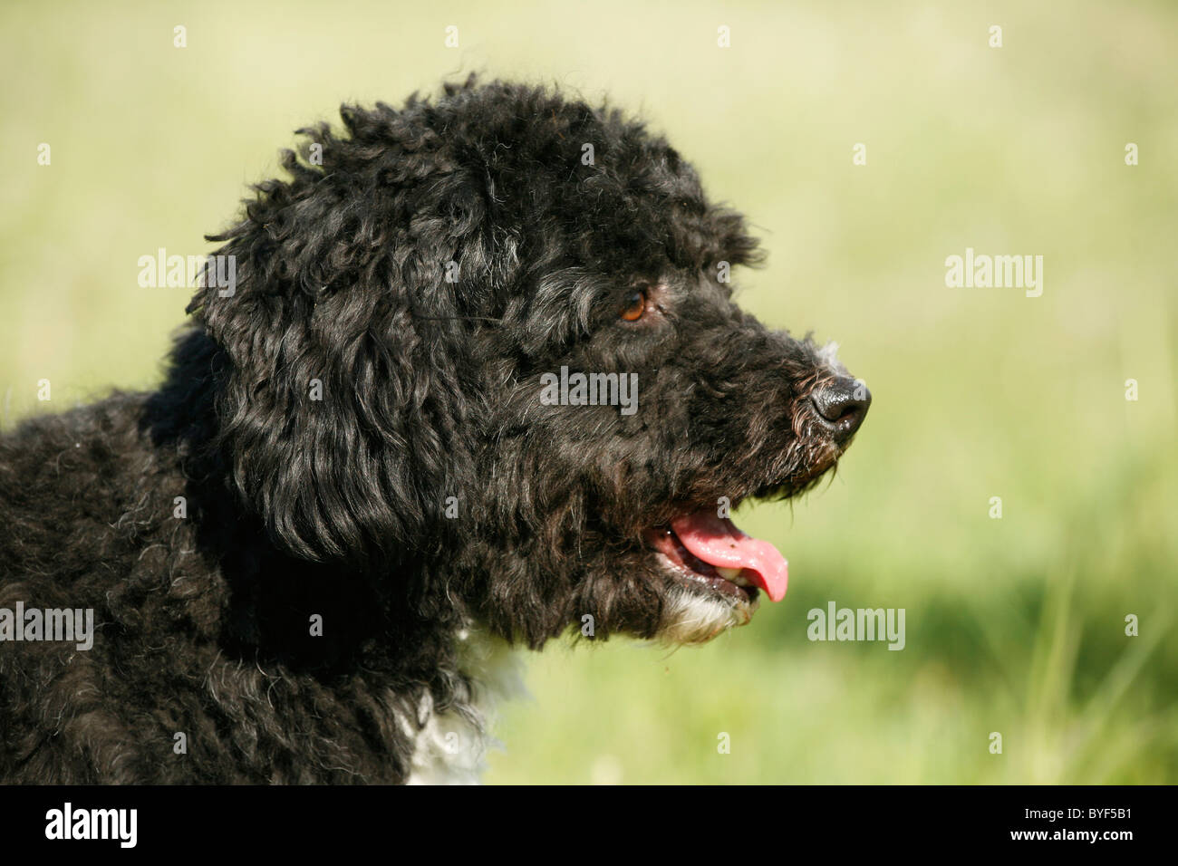 Mischling / Crossbreed Stock Photo - Alamy