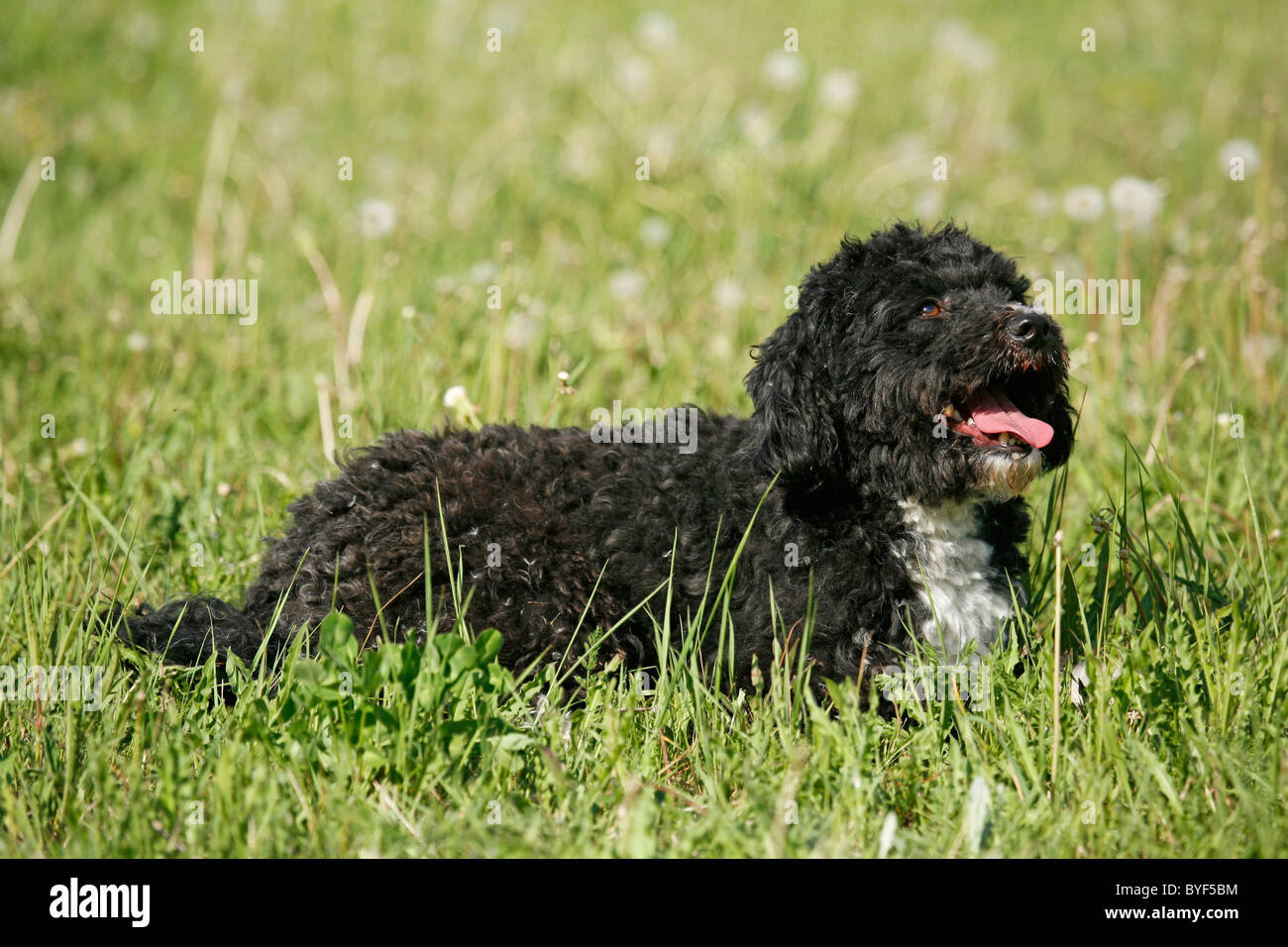 Mischling / Crossbreed Stock Photo - Alamy