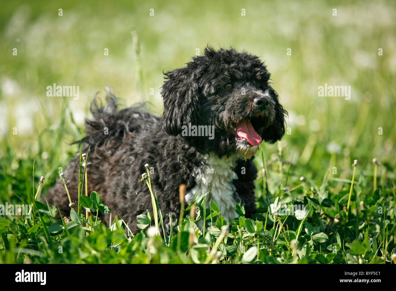 Mischling / Crossbreed Stock Photo - Alamy