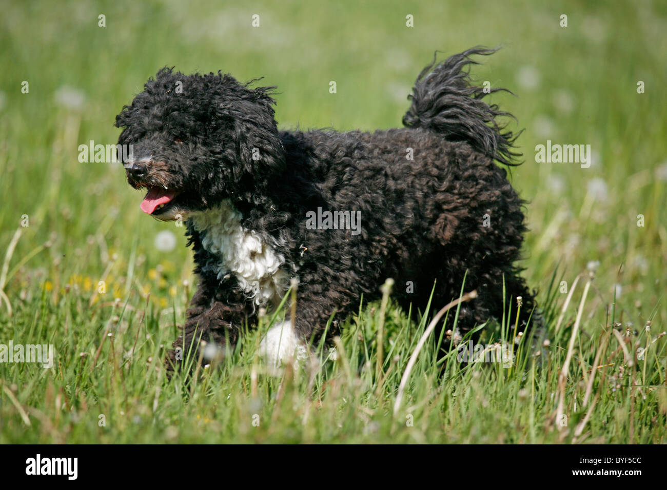 Mischling / Crossbreed Stock Photo - Alamy