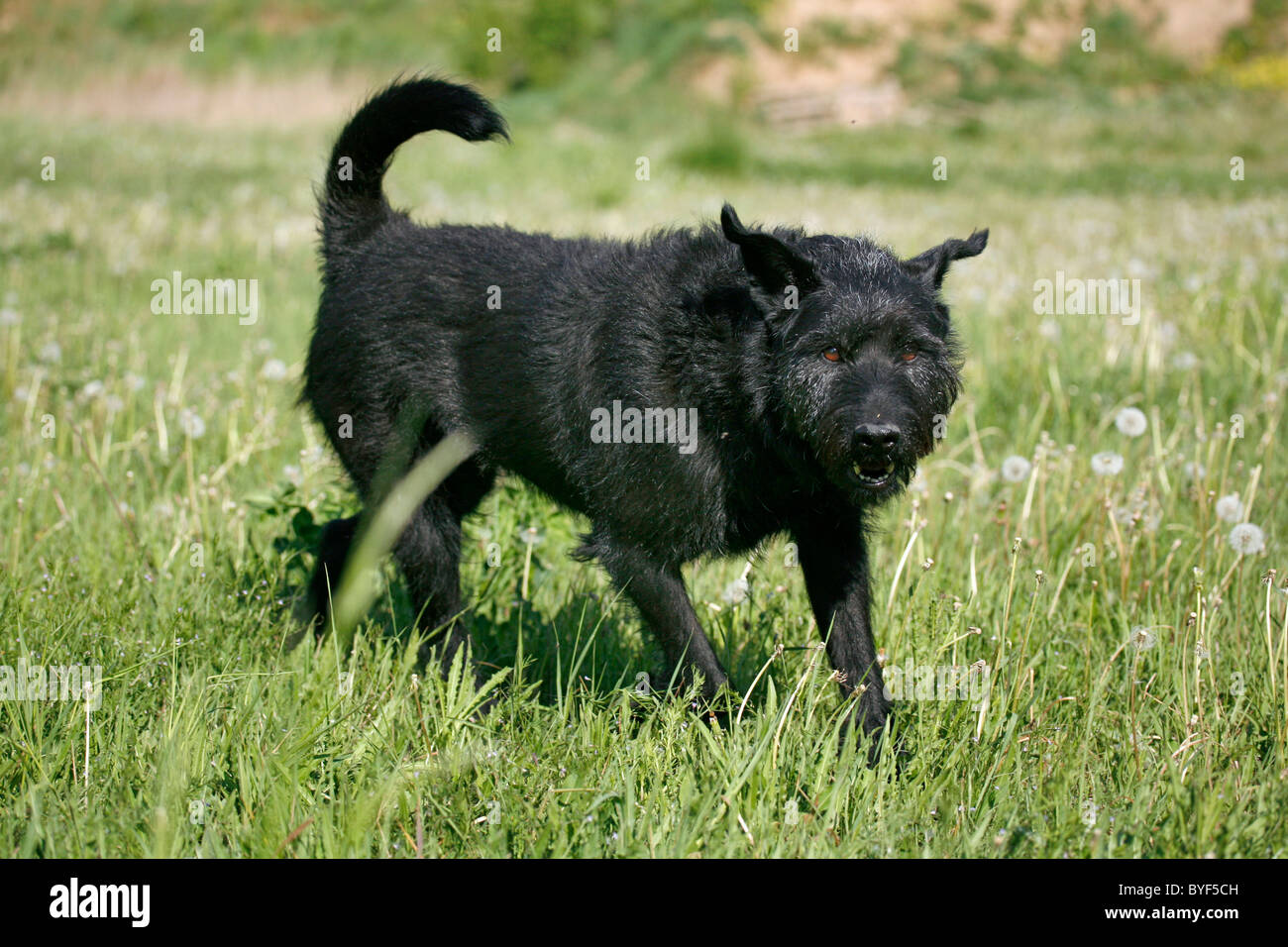 Schnauzer Half Breed High Resolution Stock Photography and Images - Alamy