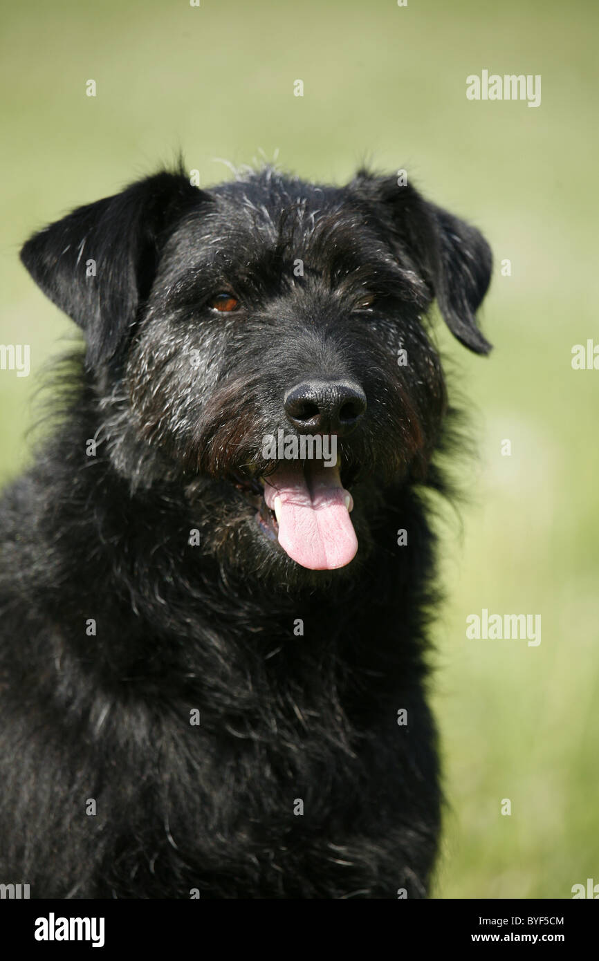 Schnauzer-Mischling / crossbreed Stock Photo - Alamy