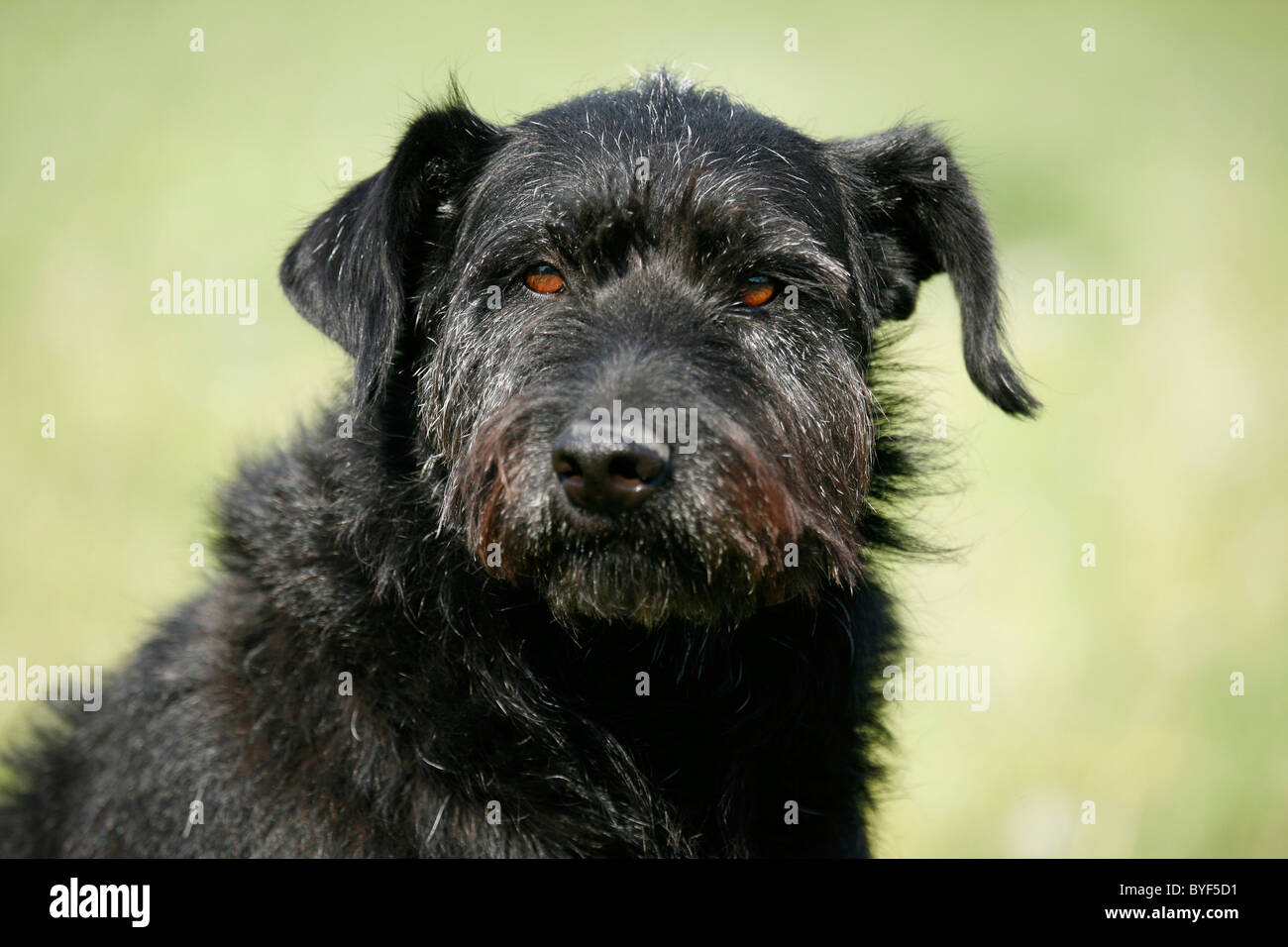 Schnauzer-Mischling / crossbreed Stock Photo - Alamy