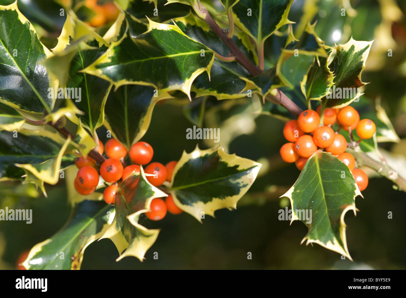 Holly (Ilex aquifolium 'Variegata') with berries at the Royal Botanic ...