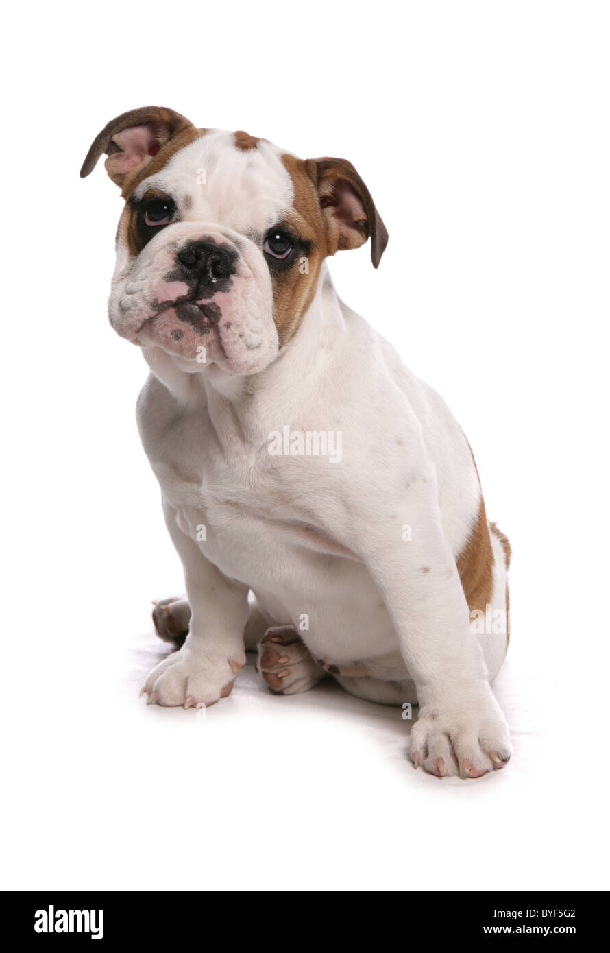 bulldog puppy sitting studio Stock Photo - Alamy