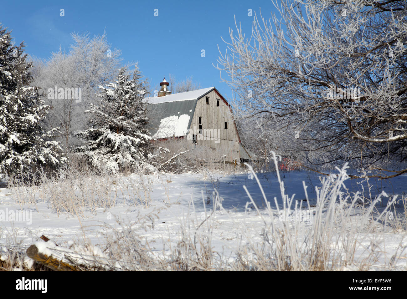 Old barn in winter surrounded by trees and snow. Iowa Stock Photo - Alamy