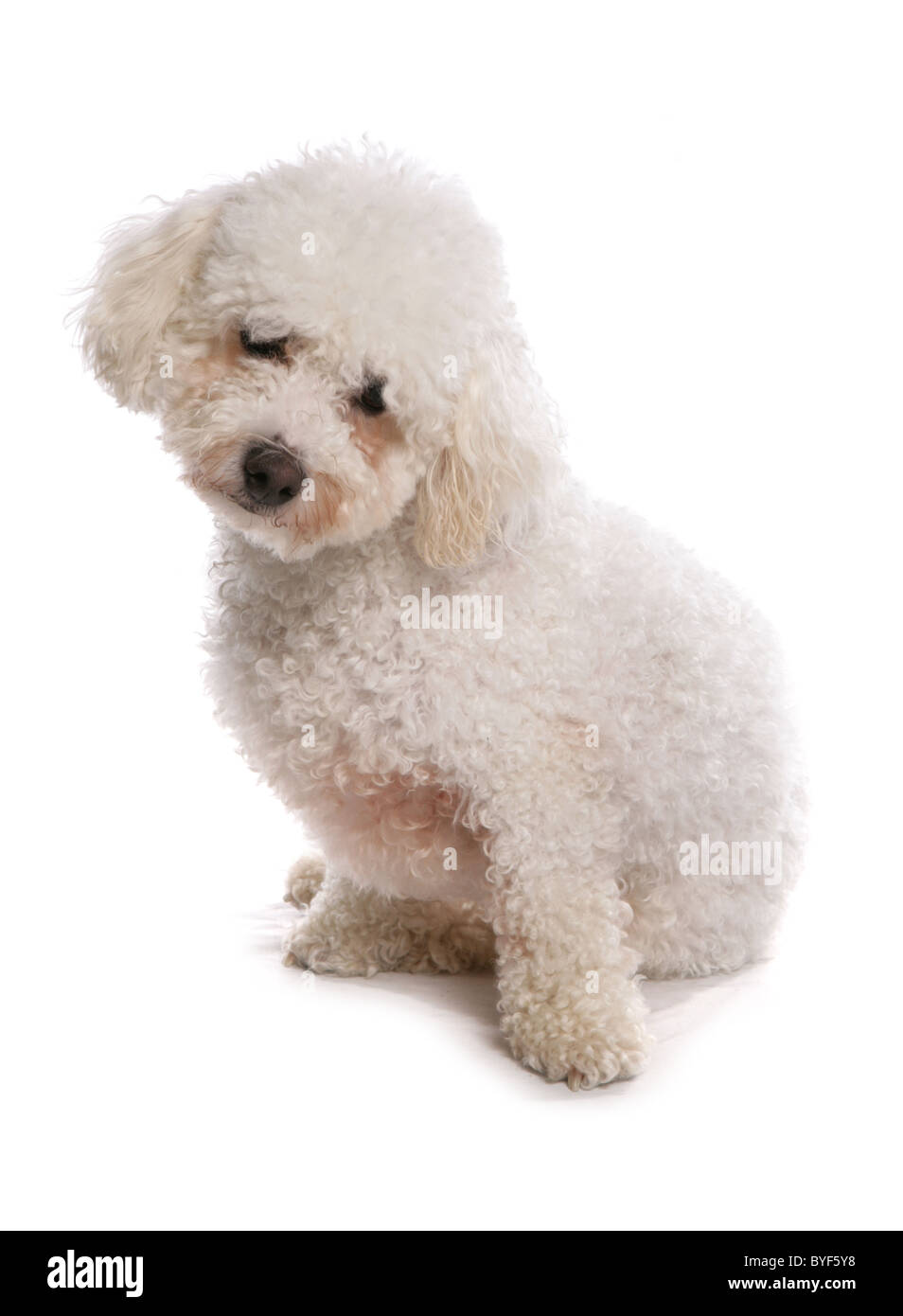 Bichon frise dog sitting studio Stock Photo - Alamy