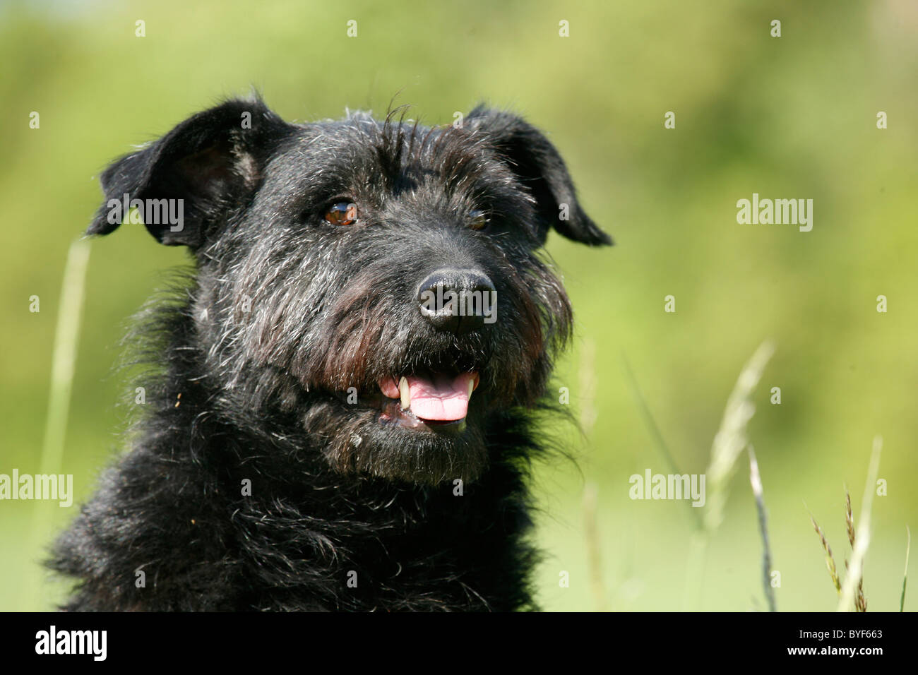 Schnauzer-Mischling / crossbreed Stock Photo - Alamy